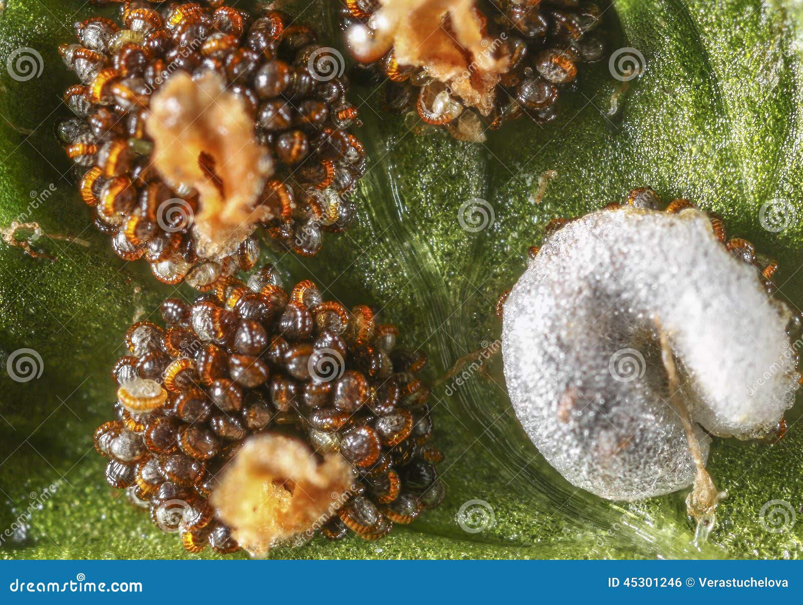 Spore della felce fotografia stock. Immagine di ambiente - 45301246