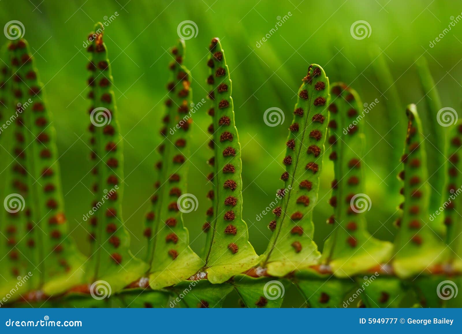 Spore della felce immagine stock. Immagine di vegetazione - 5949777