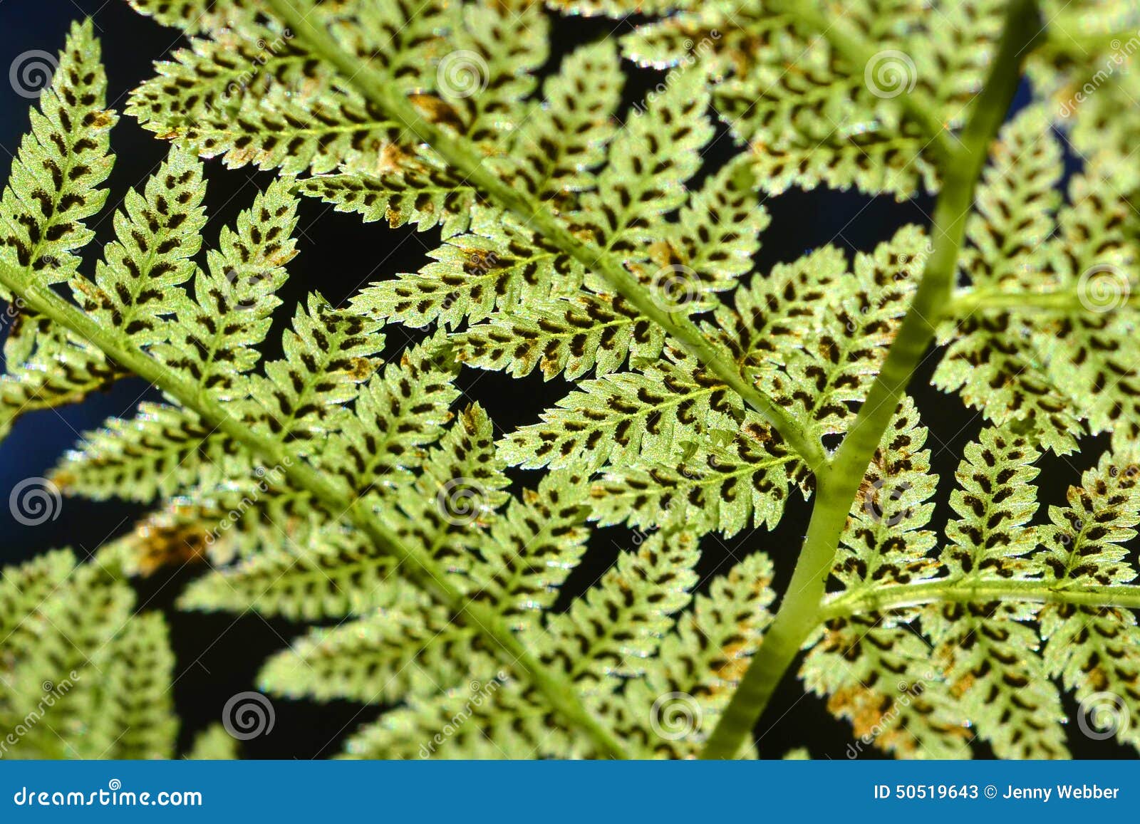 Spore della felce reale immagine stock. Immagine di chiusura - 50519643