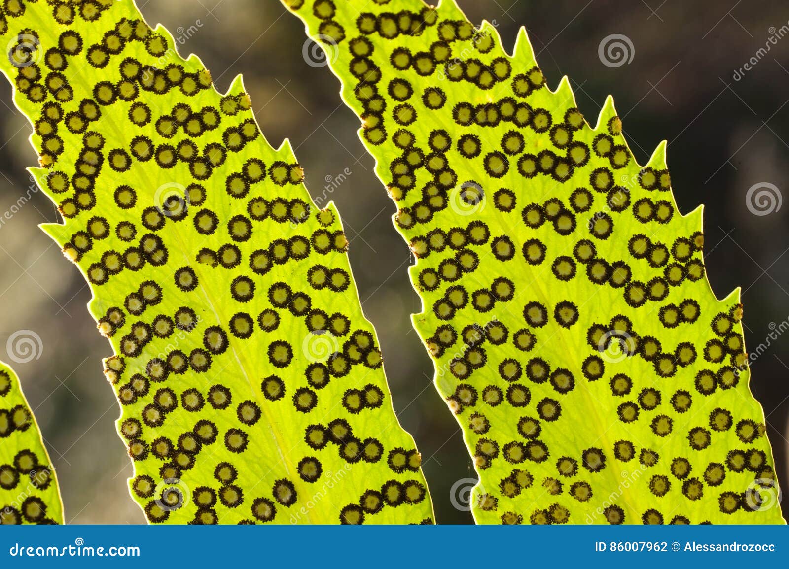 Spore Della Felce Sulla Foglia Fotografia Stock - Immagine di foglio ...