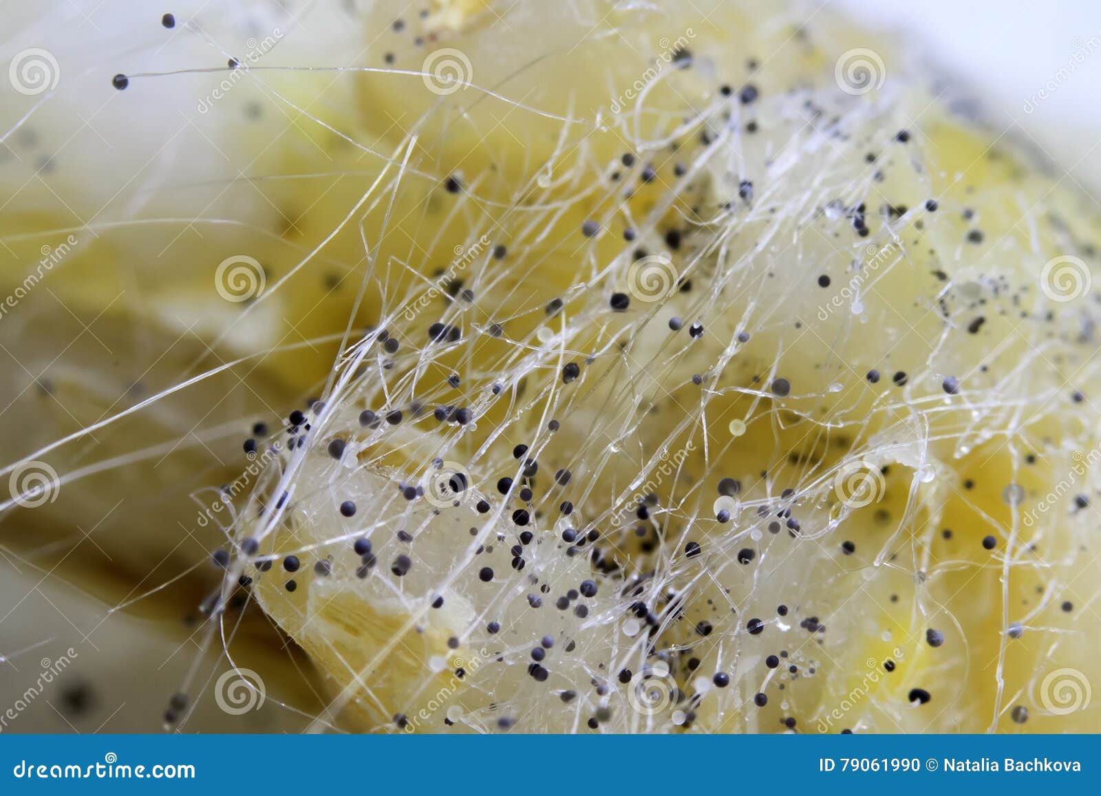 Spore Della Muffa Nera Che Coprono I Prodotti Vicino Su Fotografia ...