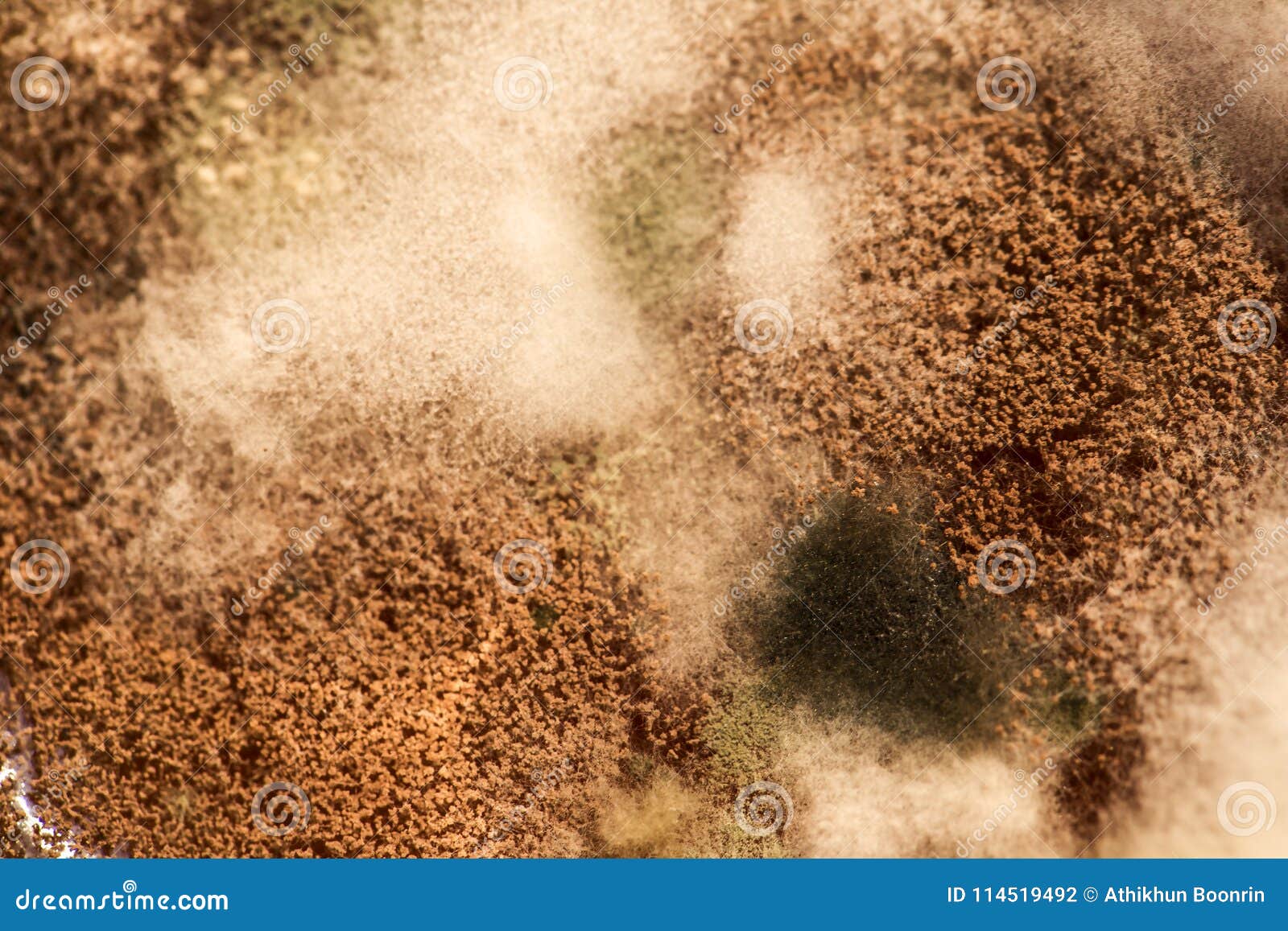 Spore Fungus Formed on the Surface of Tea. Stock Photo - Image of ...