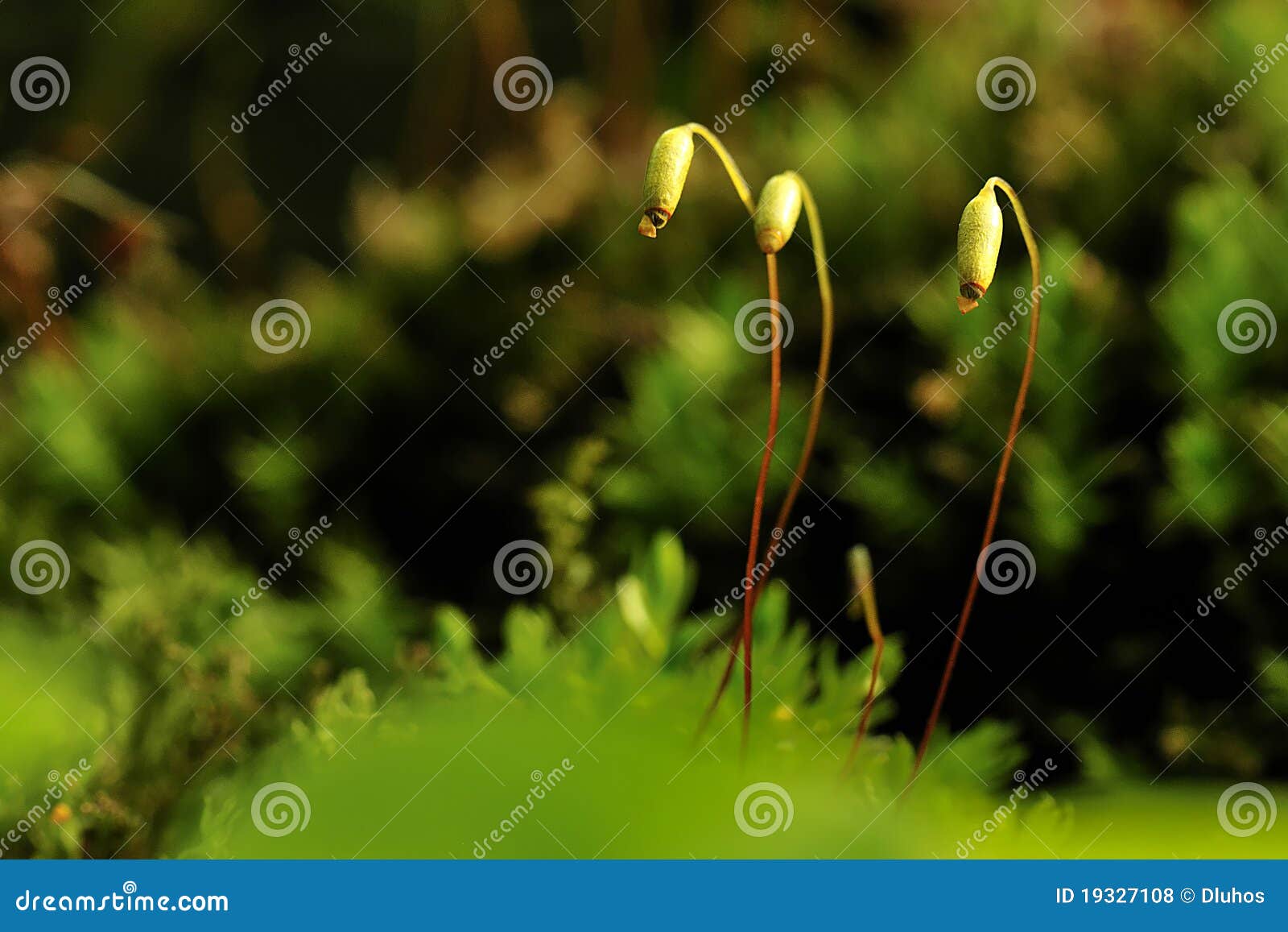 Spore-sac stock photo. Image of plant, green, botany - 19327108
