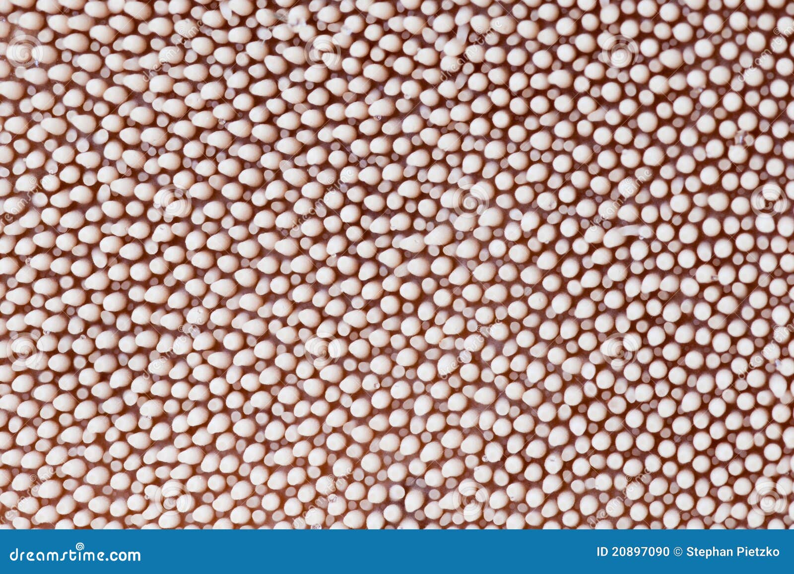 Spore Spines of Shingled Hedgehog Mushroom Stock Photo - Image of ...