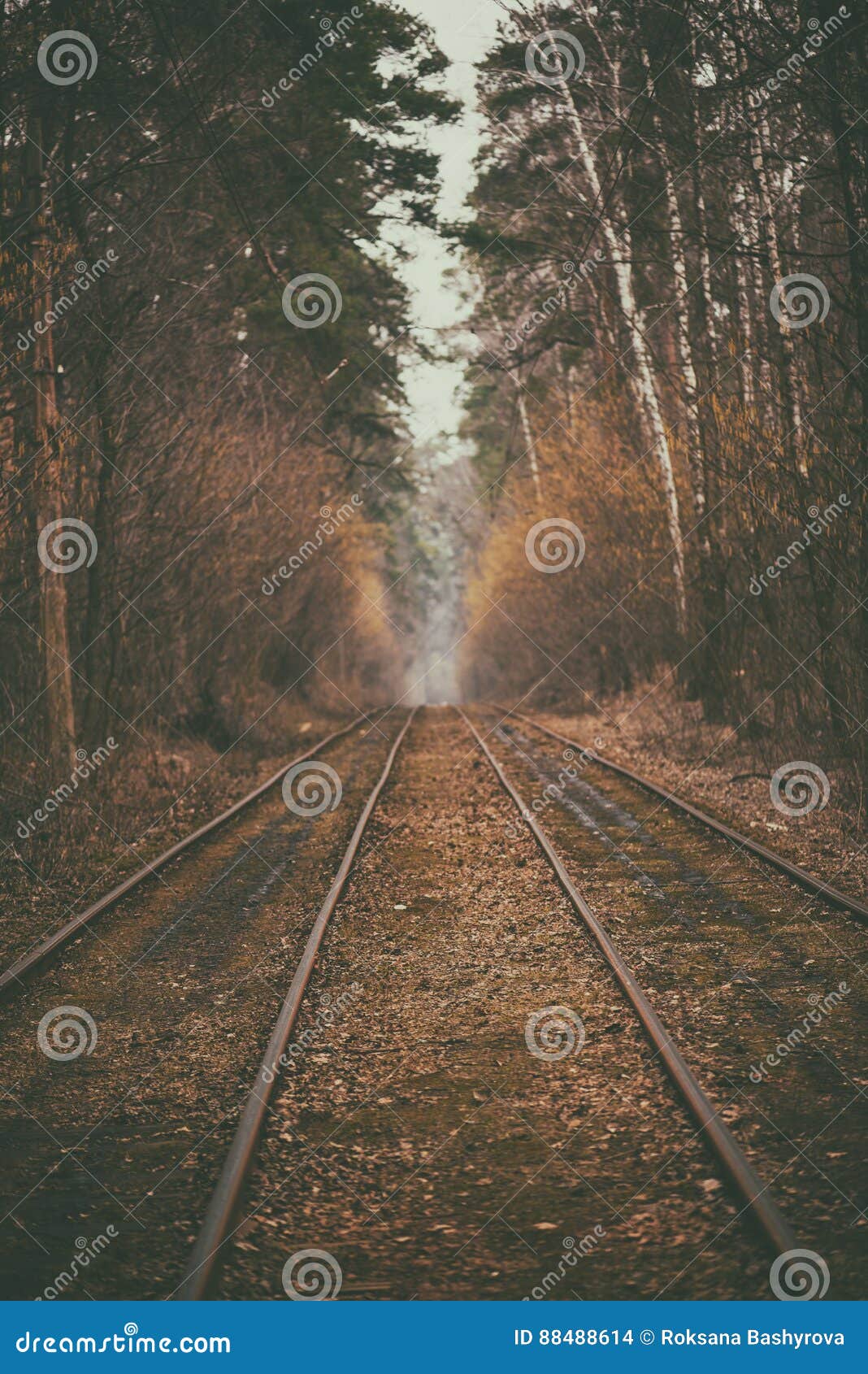 Sporen in het bos stock foto. Image of park, prentbriefkaar - 88488614