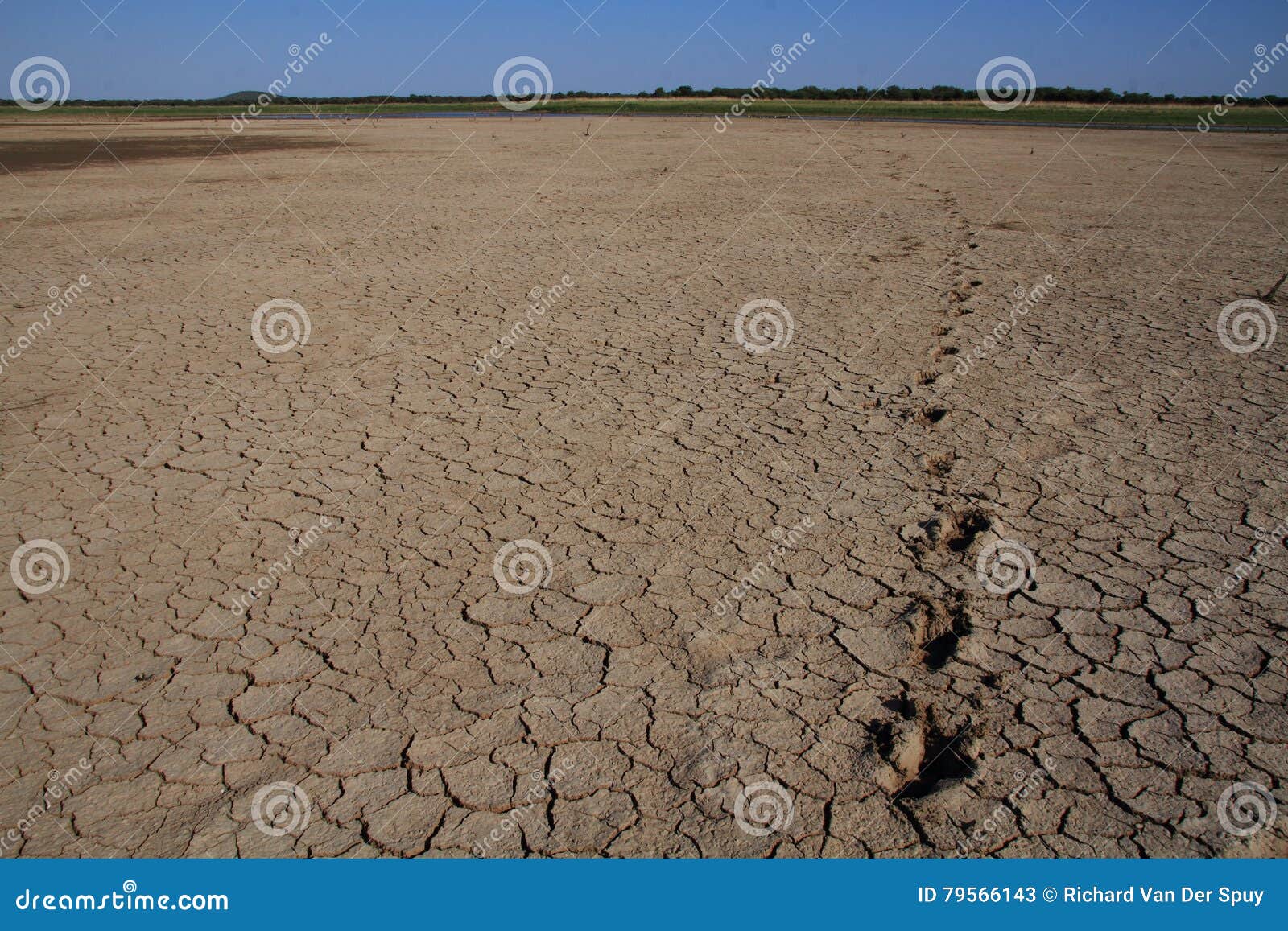Sporen in Modder Droog Door De Hitte En De Droogte Stock Afbeelding ...