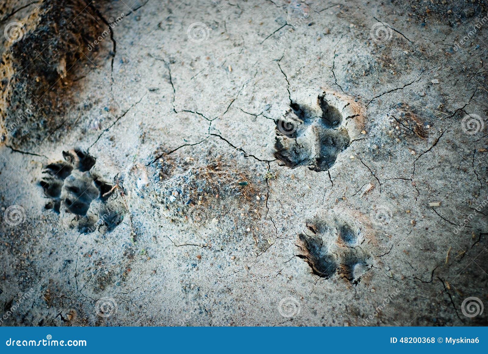 Sporen van dieren stock foto. Image of verdraaid, benen - 48200368