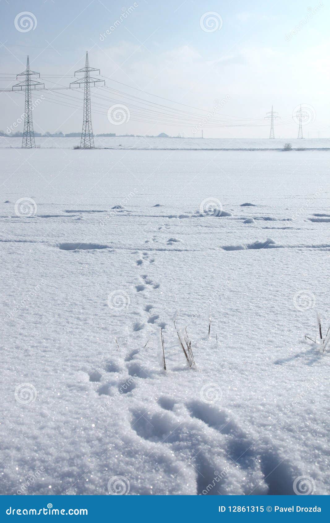 Sporen Van Een Haas Op Een Sneeuw Stock Afbeelding Image Of Openlucht Richting 12861315