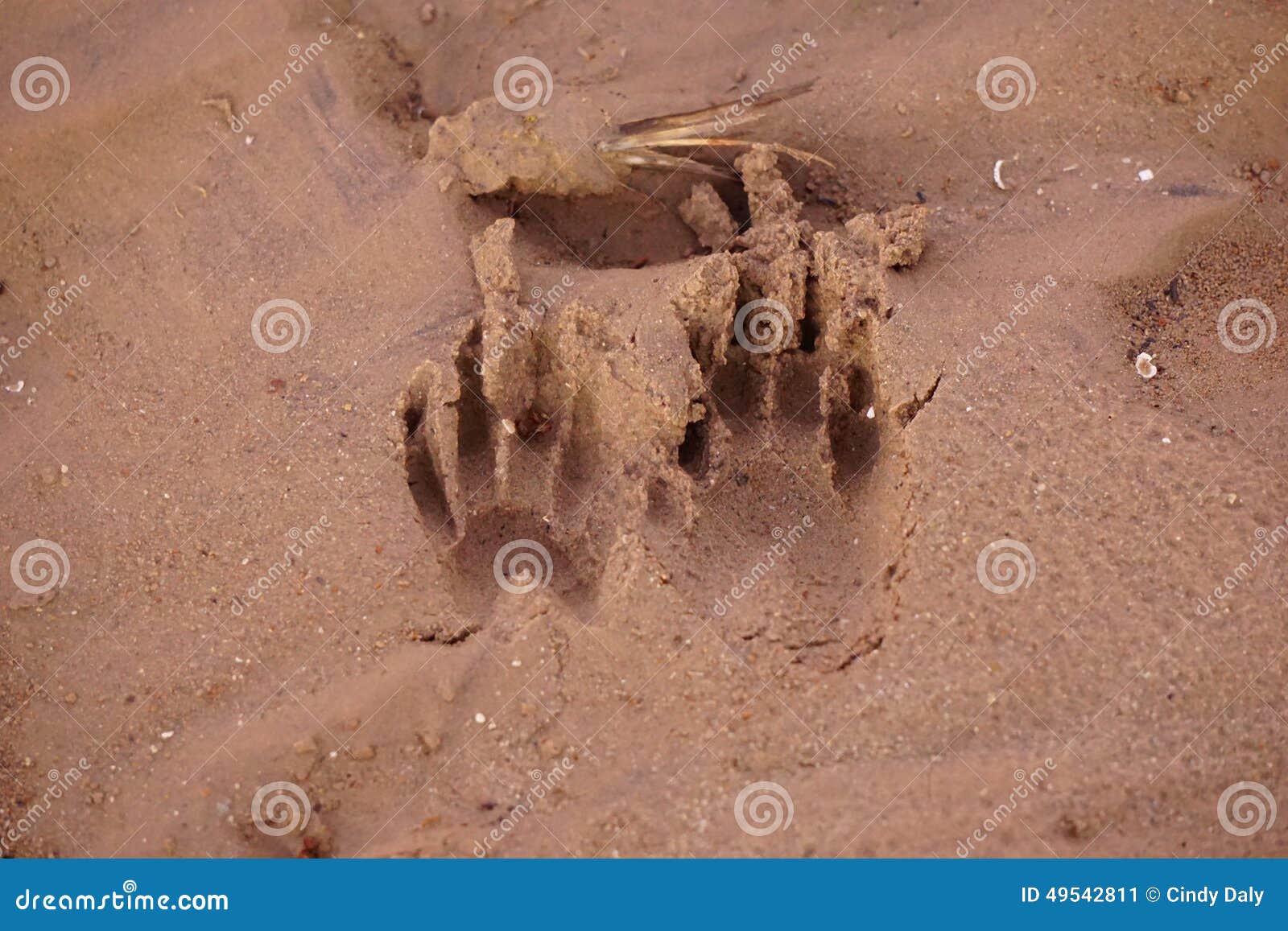 Sporen van een wasbeer stock afbeelding. Image of sporen - 49542811