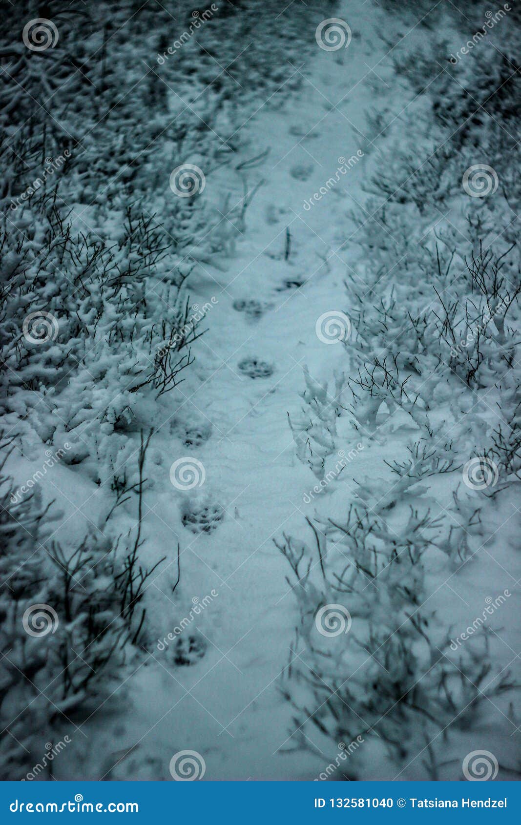 Sporen Van Een Wolf of Een Hond in De Sneeuw Stock Foto - Image of ...