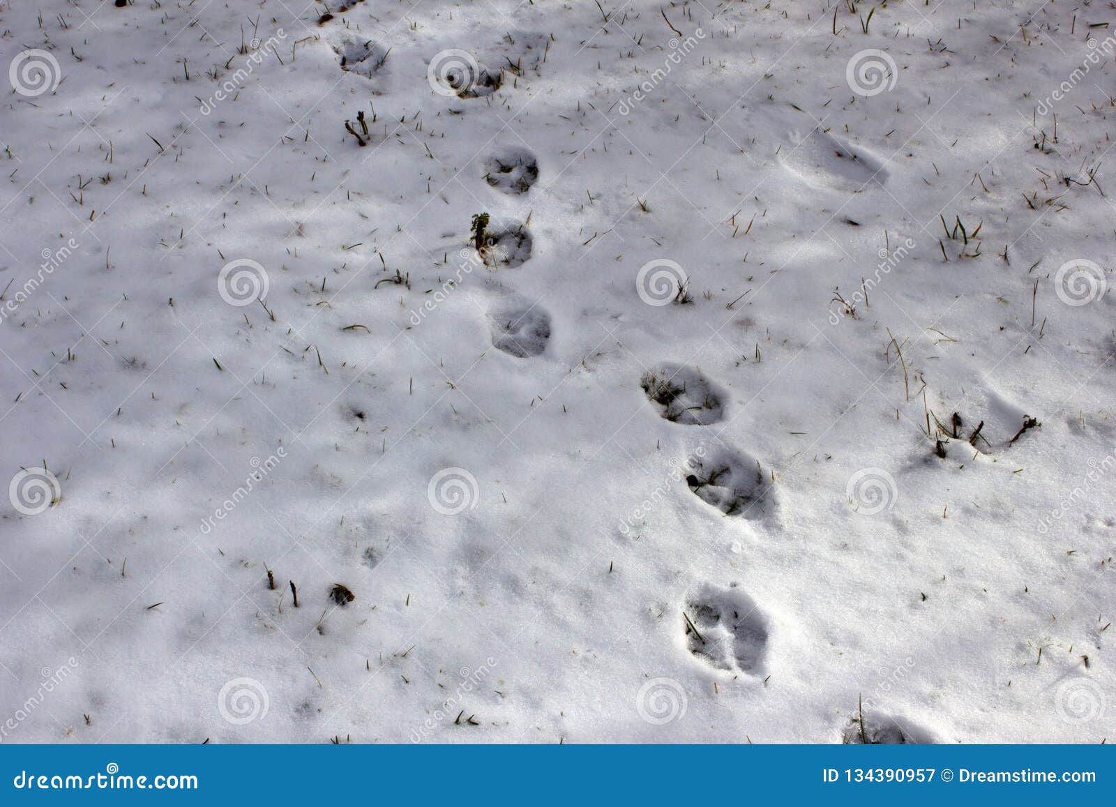Sporen Van Wilde Dieren in De Sneeuw in Het Bos Stock Afbeelding ...