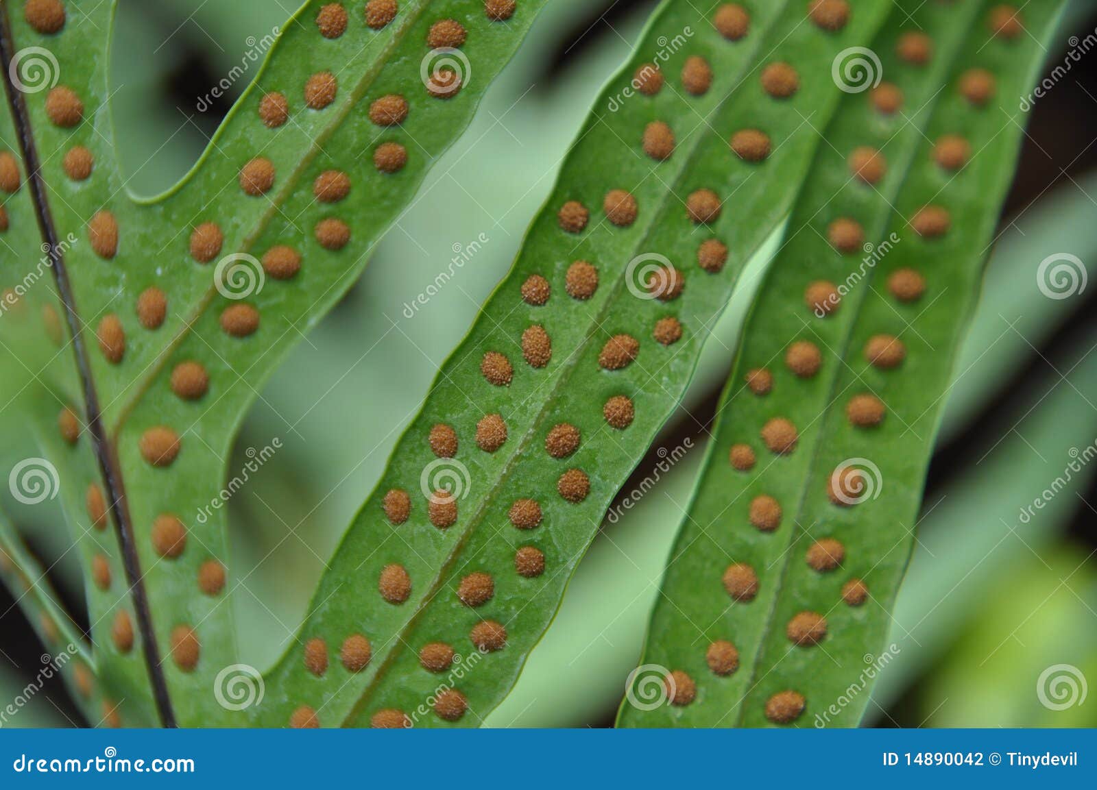 Spores of fern stock photo. Image of veins, detail, plant - 14890042