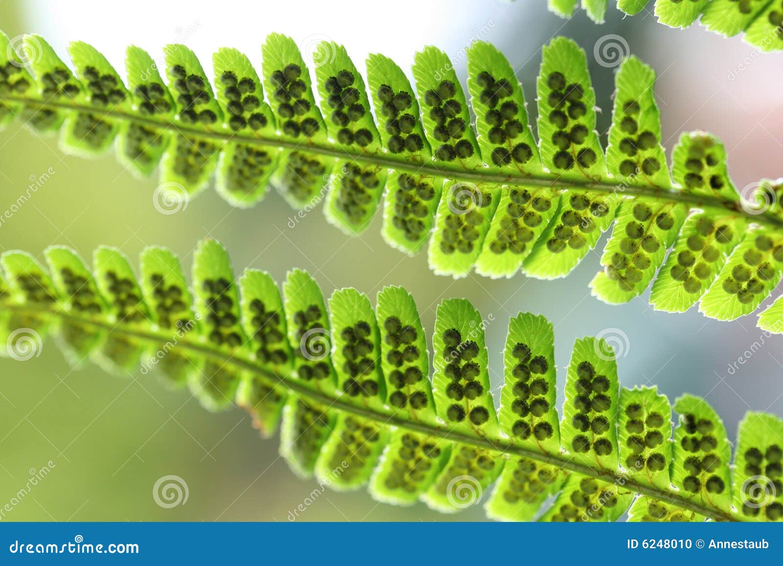 Spores on fern stock photo. Image of nature, leaves, colorful - 6248010