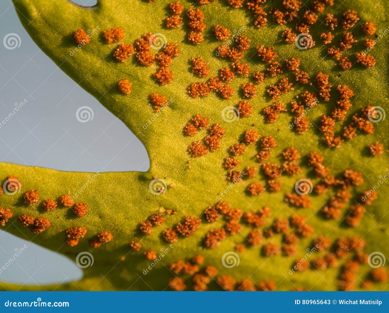 Spores of Fern Leaf stock image. Image of growth, environment - 80965643