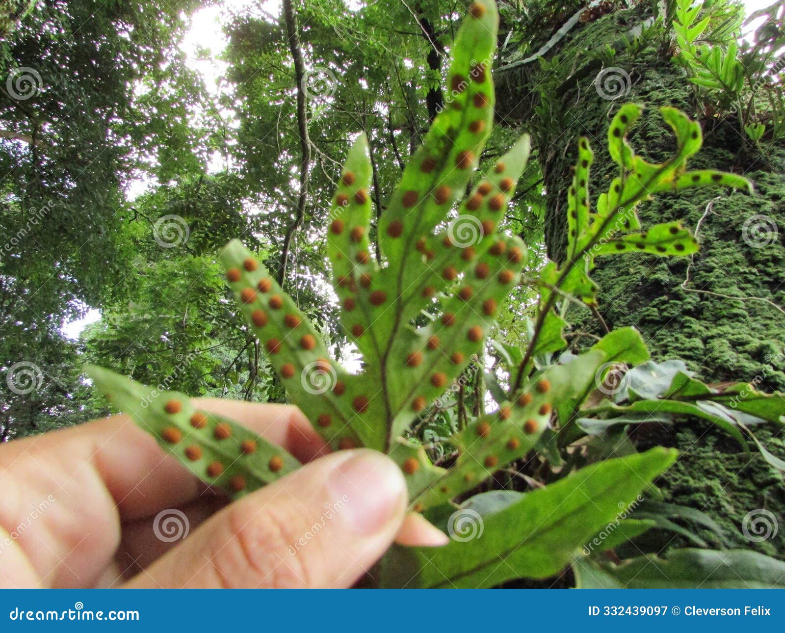 Spores of a Phlebodium Fern on a Tree Trunk Stock Image - Image of ...