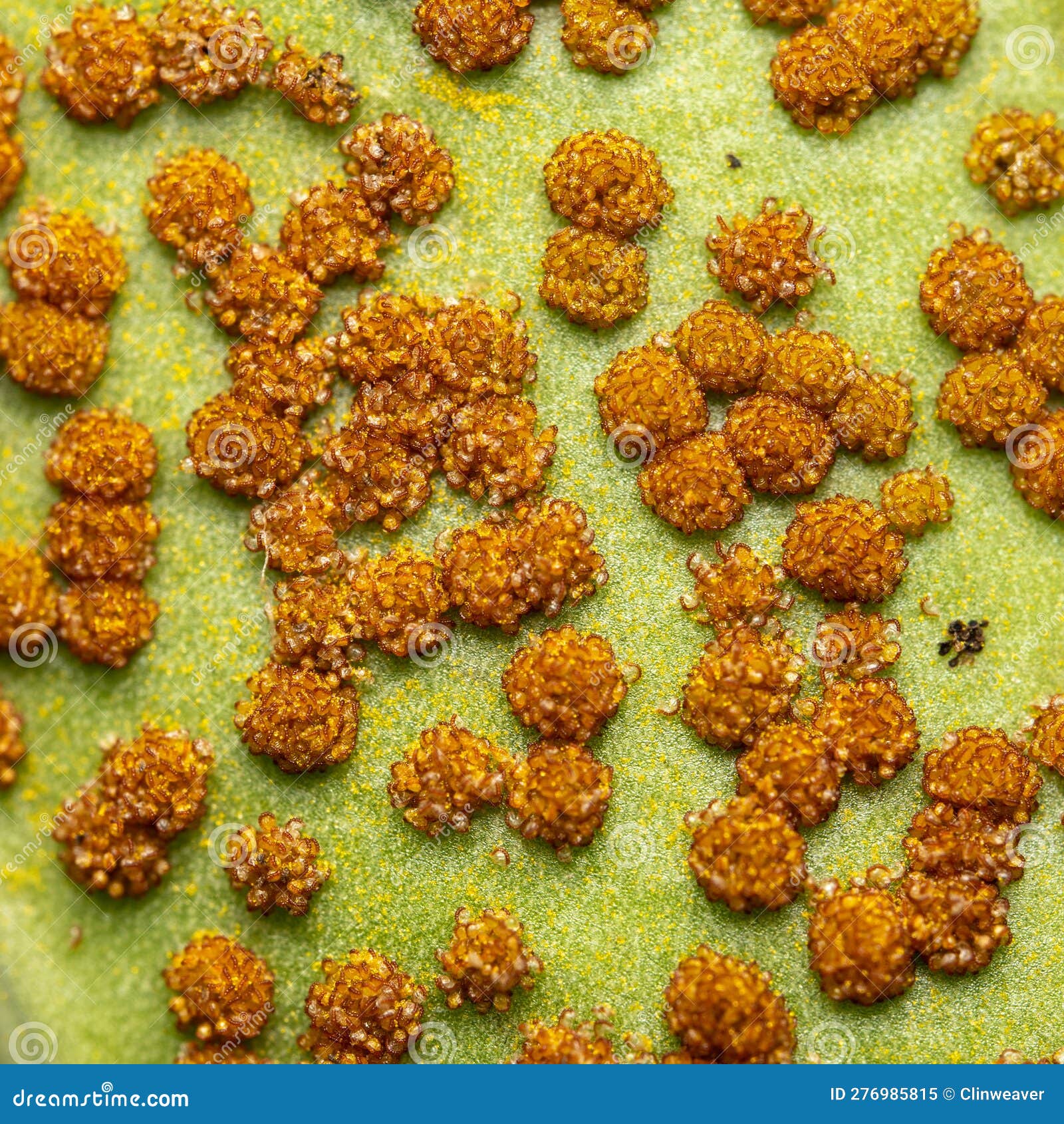Spores on a Plant stock image. Image of ecology, macro - 276985815