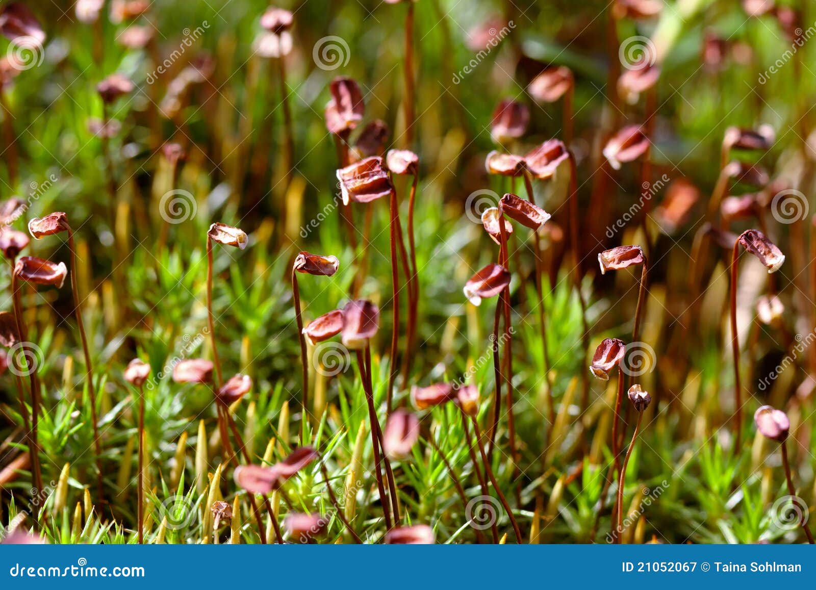 Sporophytes of Polytrichum Moss Stock Image - Image of common, flora ...