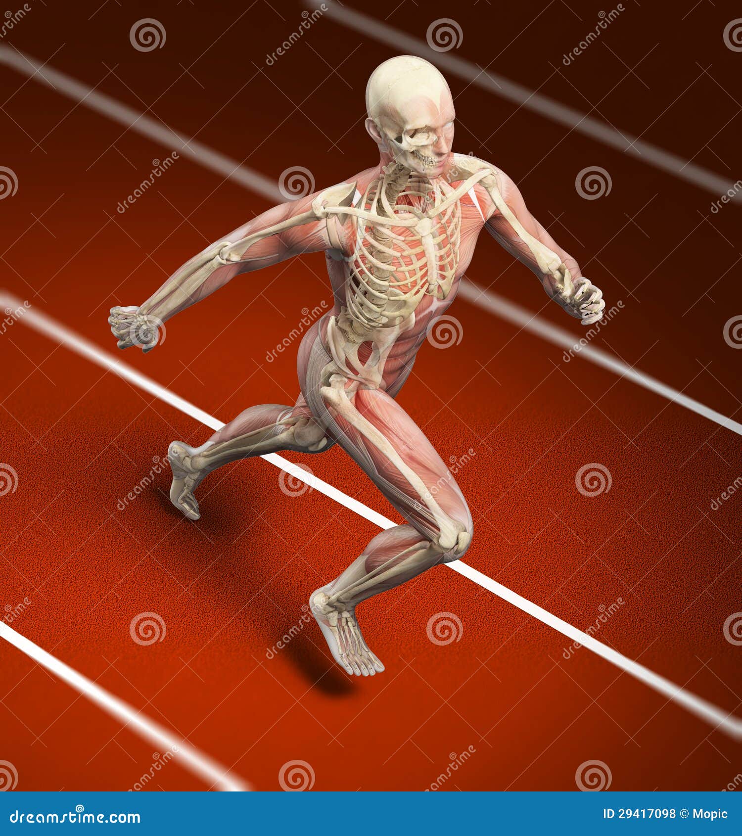 Sport anatomy - runner stock illustration. Illustration of muscle ...
