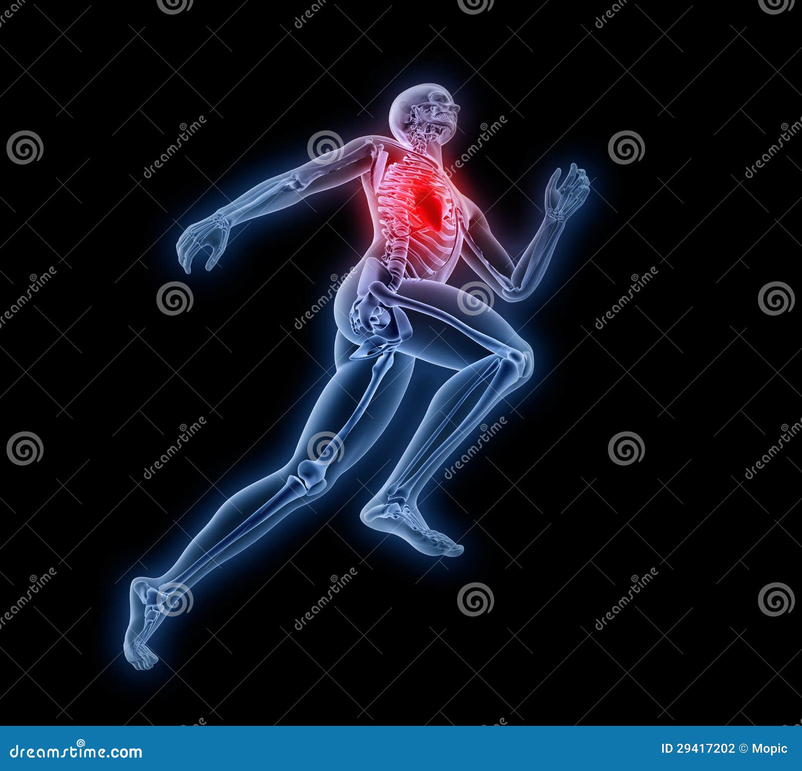 Sport anatomy - runner stock illustration. Illustration of biology ...