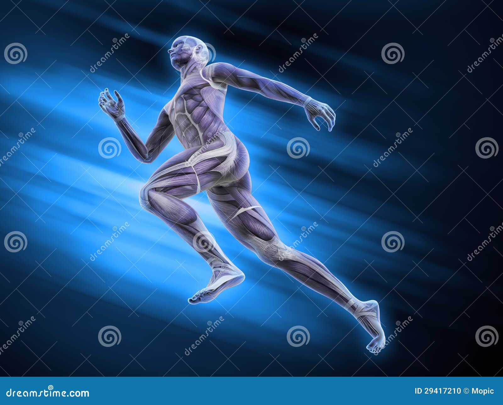 Sport anatomy - runner stock illustration. Illustration of endurance ...