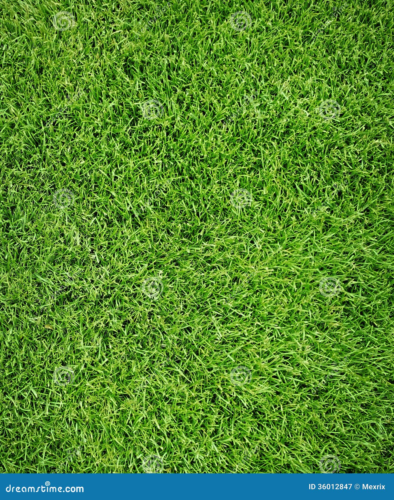 Sport grass field stock image. Image of grassland, game - 36012847