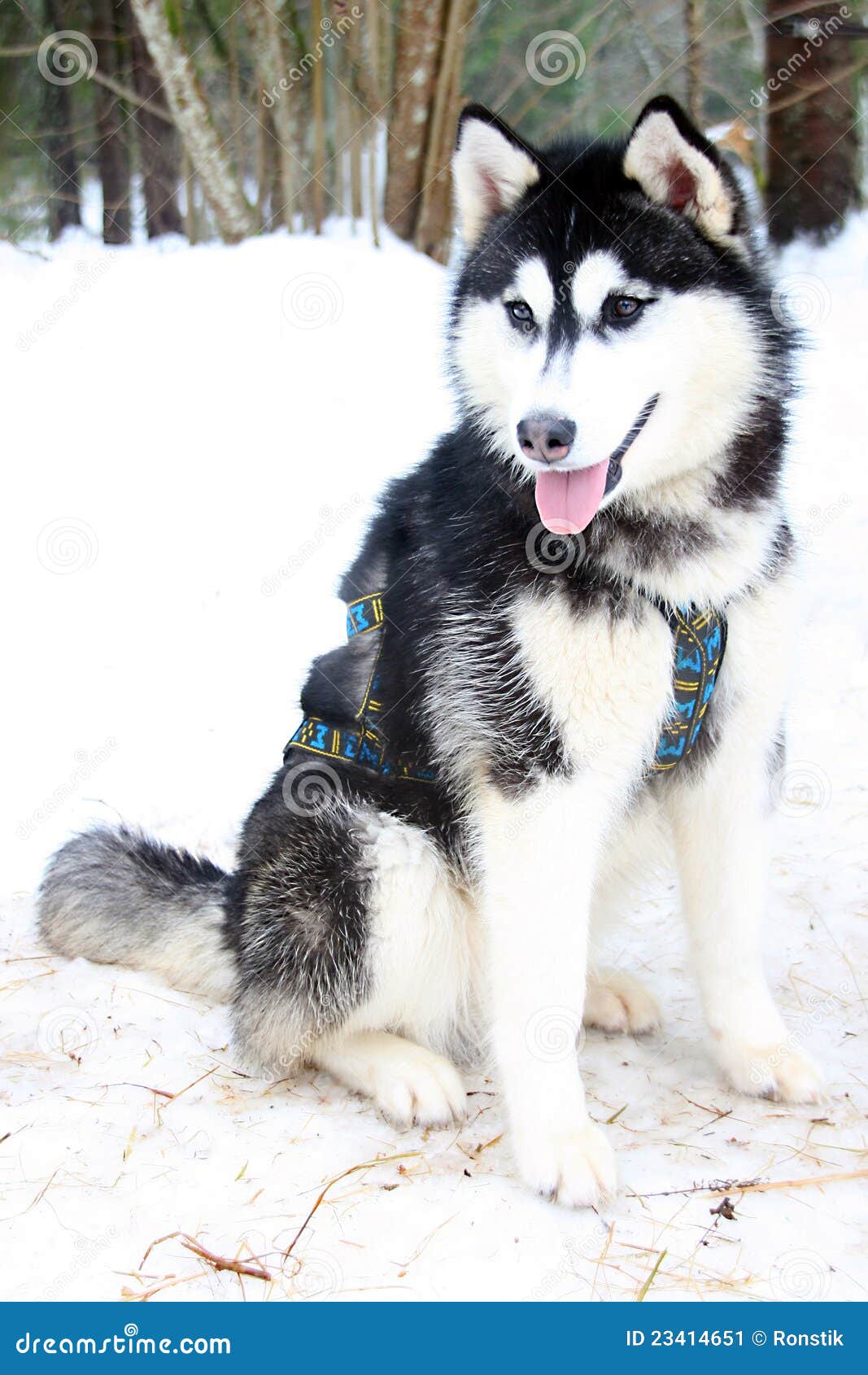Sport husky stock image. Image of black, face, purebred - 23414651