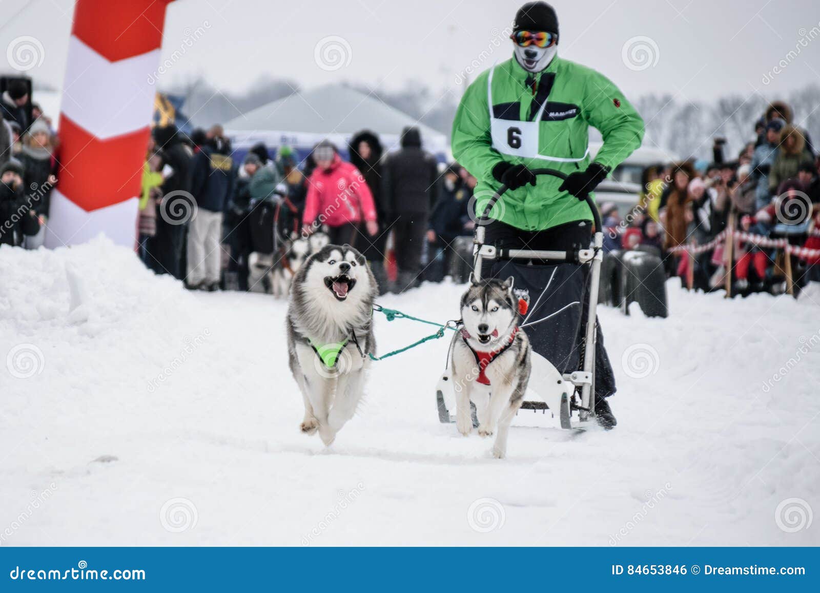 Sportive dog rasing editorial photo. Image of beautiful - 84653846