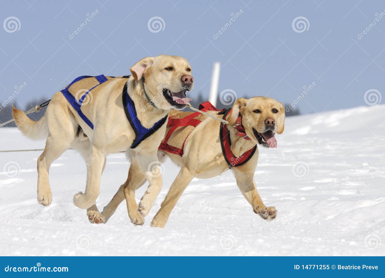 Sportive Labradors in the Mountain Stock Image - Image of husky, north ...