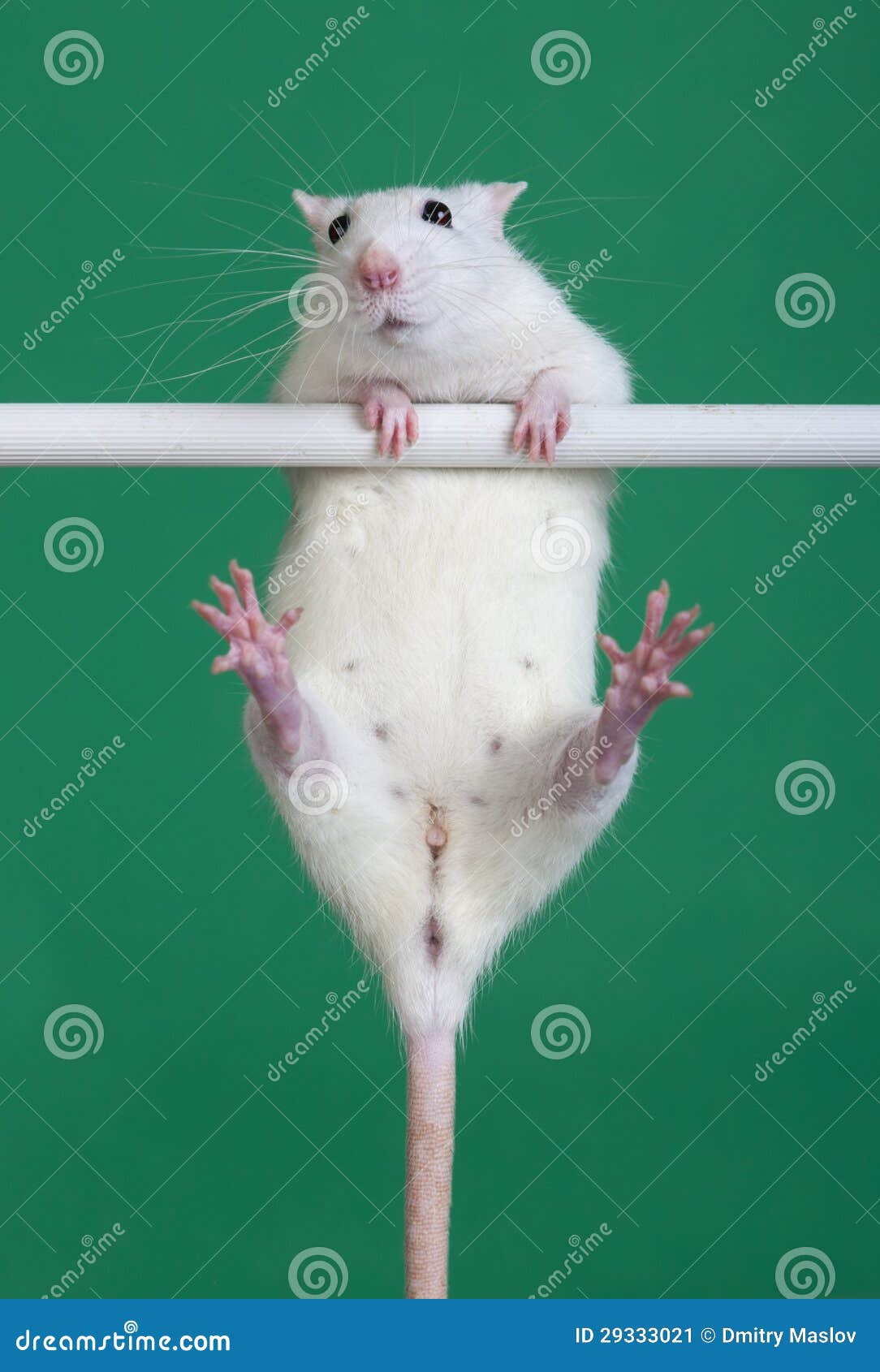 Sports rat stock image. Image of domestic, rodent, pets - 29333021
