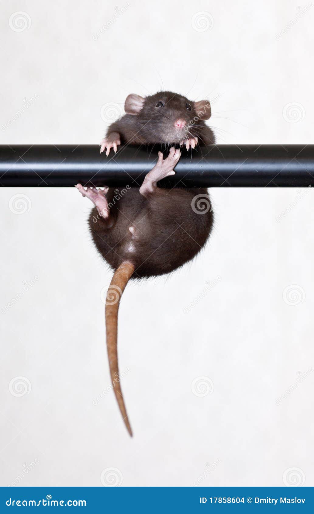 Sportsman stock photo. Image of domestic, black, young - 17858604