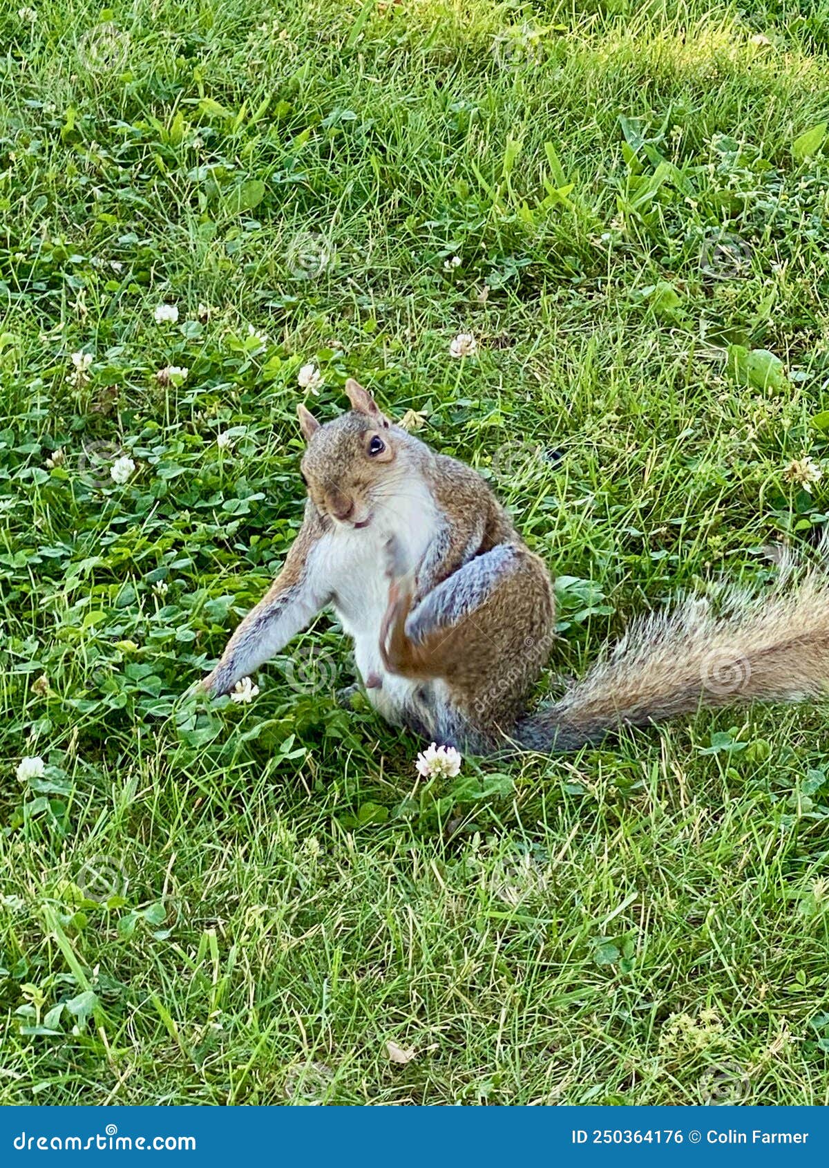 Squirrel Yoga Stock Photos - Free & Royalty-Free Stock Photos from ...