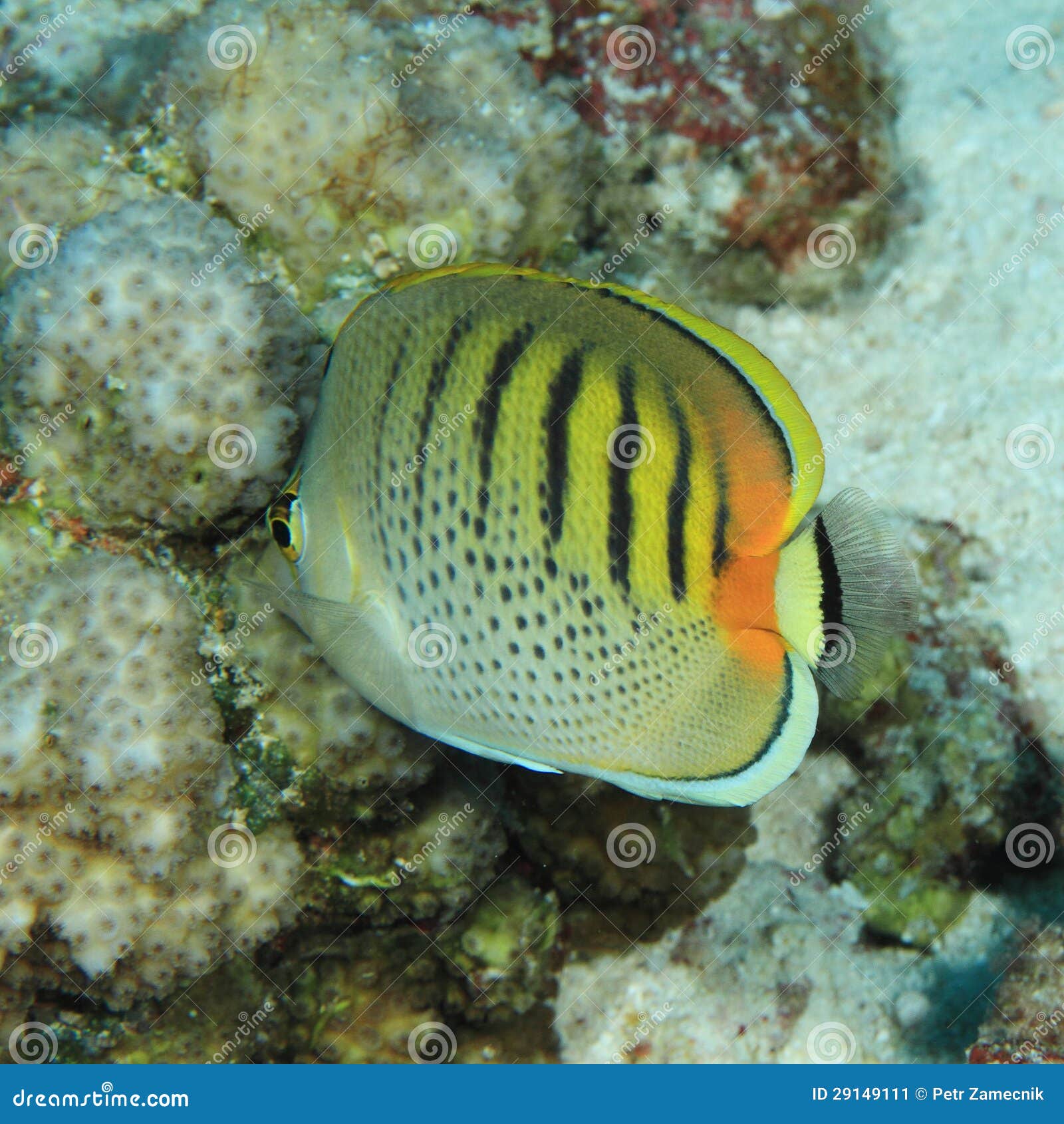 Spot-banded butterflyfish stock image. Image of butterflyfish - 29149111