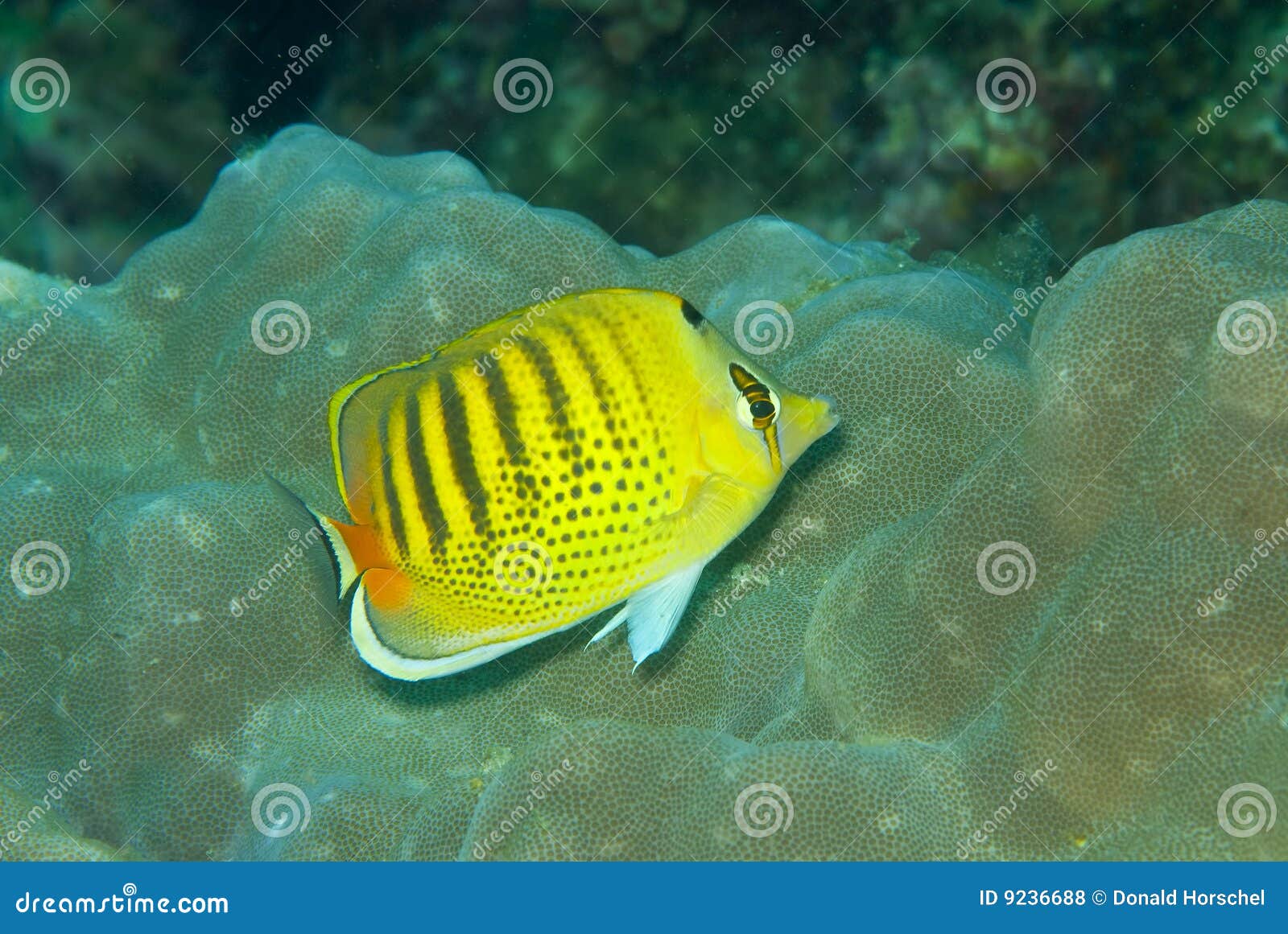 Spot banded Butterflyfish stock photo. Image of site, butterflyfishes ...