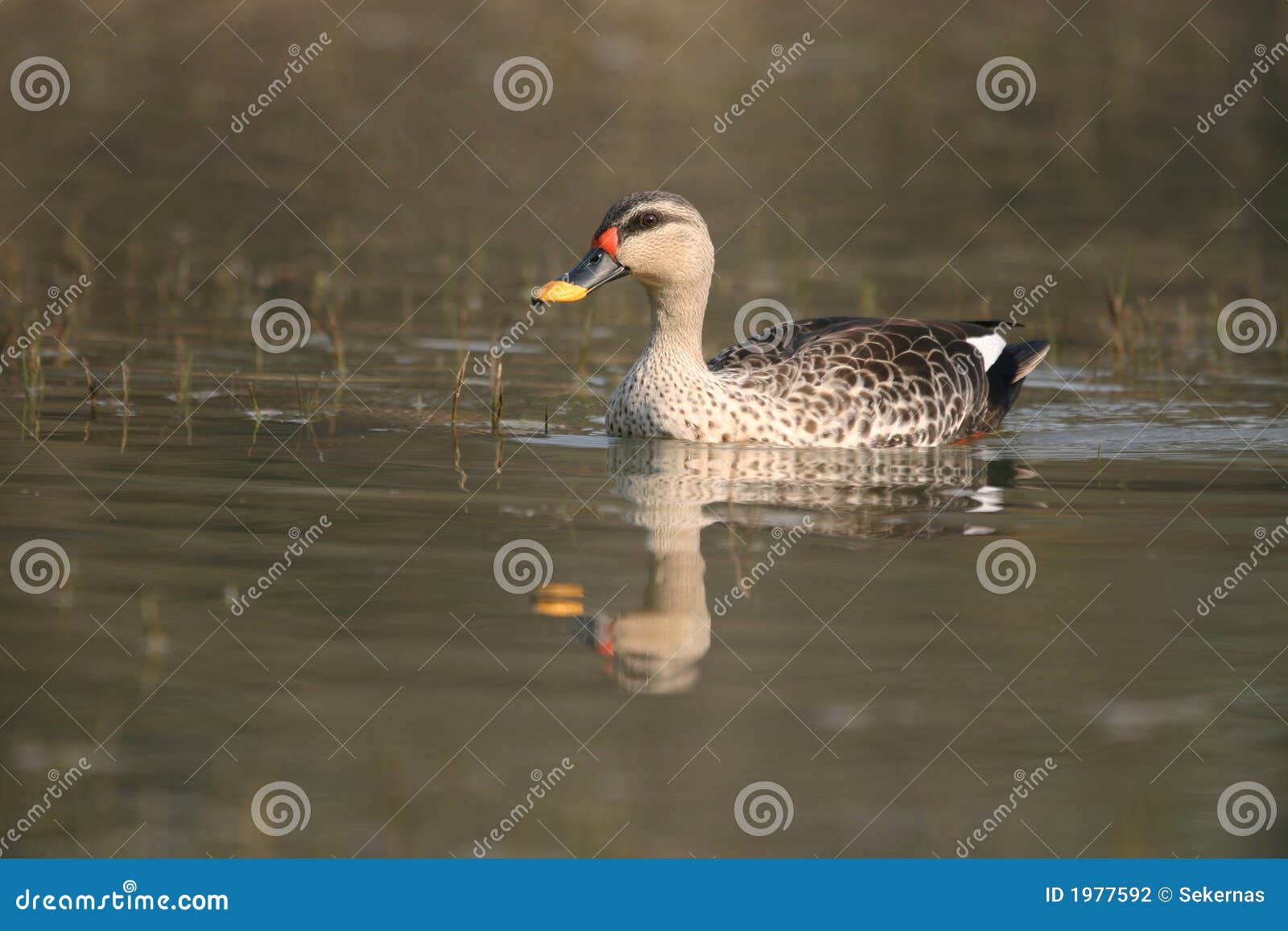Spot-billed duck stock photo. Image of bharatpur, duck - 1977592