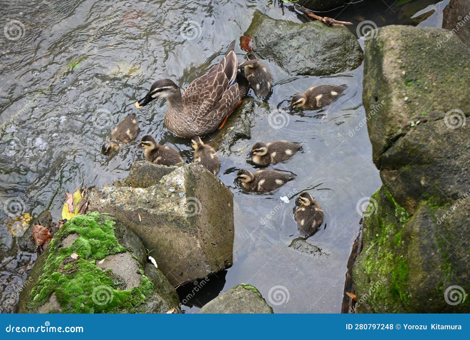 A Spot-billed Duck Mother and Her Children in a Stream. Stock Photo ...