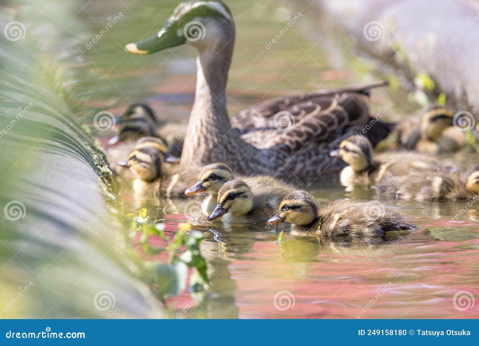 Spot-billed Duck Raising a Child. Stock Photo - Image of wild, spot ...