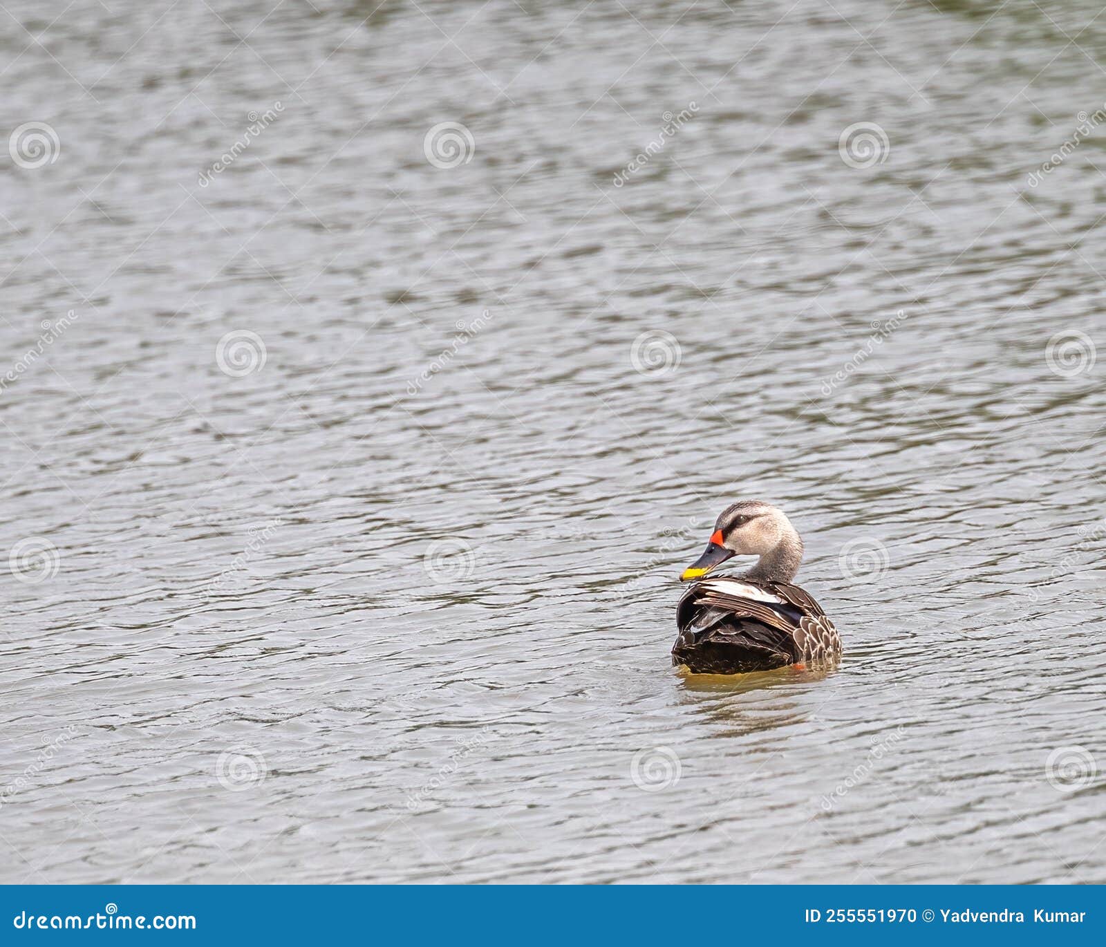 A Spot Billed Duck Swimming in a Pond Stock Photo - Image of birding ...