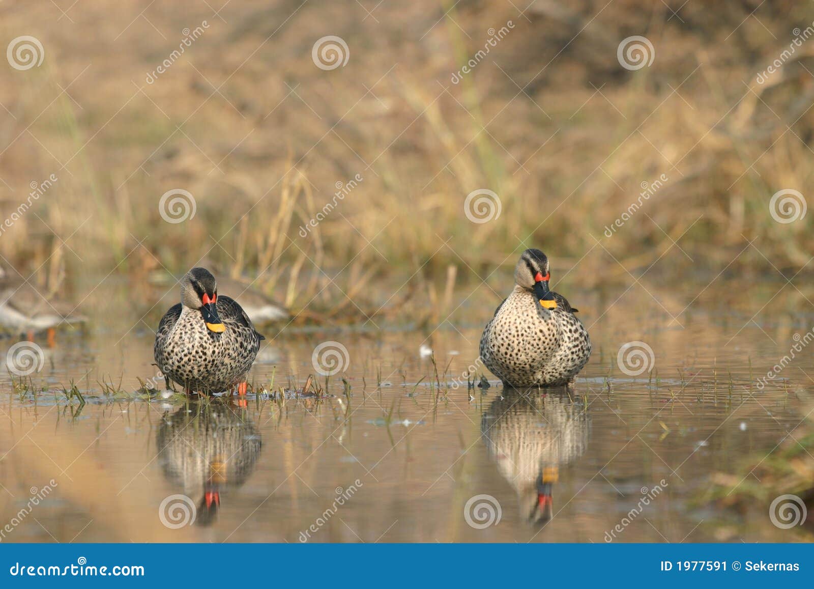 Spot-billed ducks stock image. Image of birds, nature - 1977591