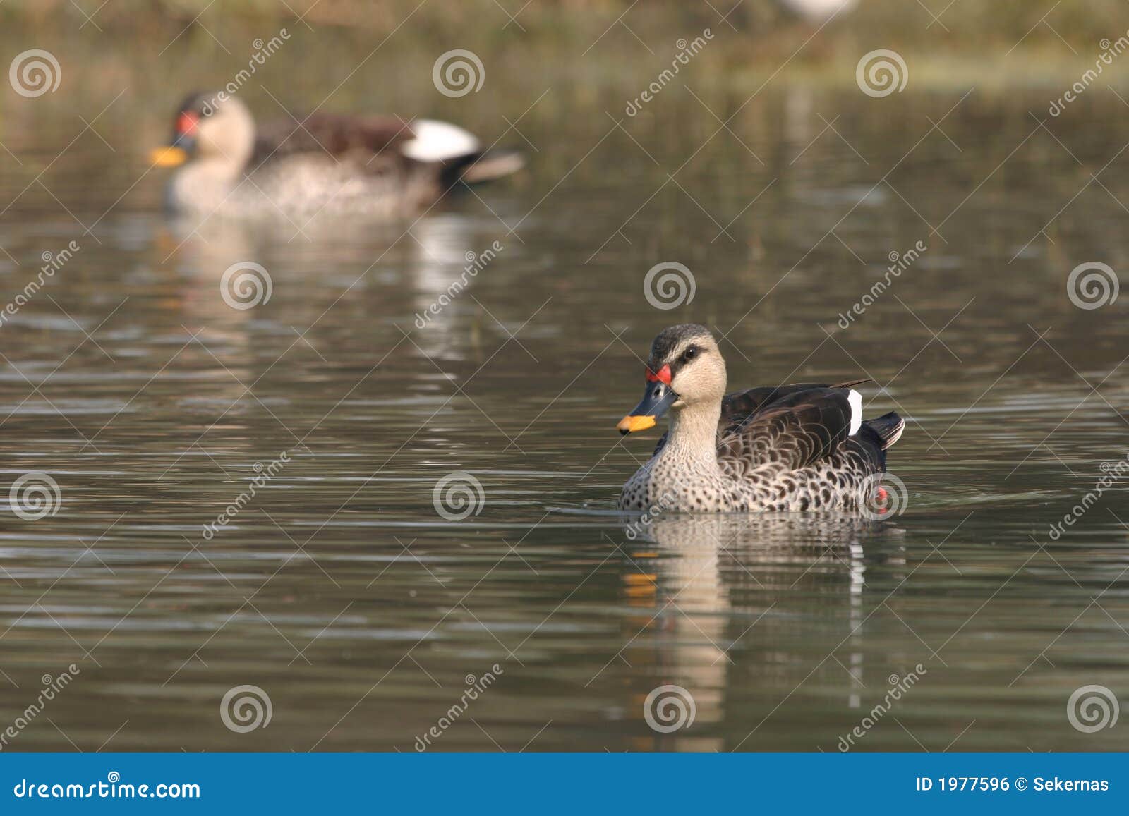 Spot-billed ducks stock photo. Image of national, family - 1977596