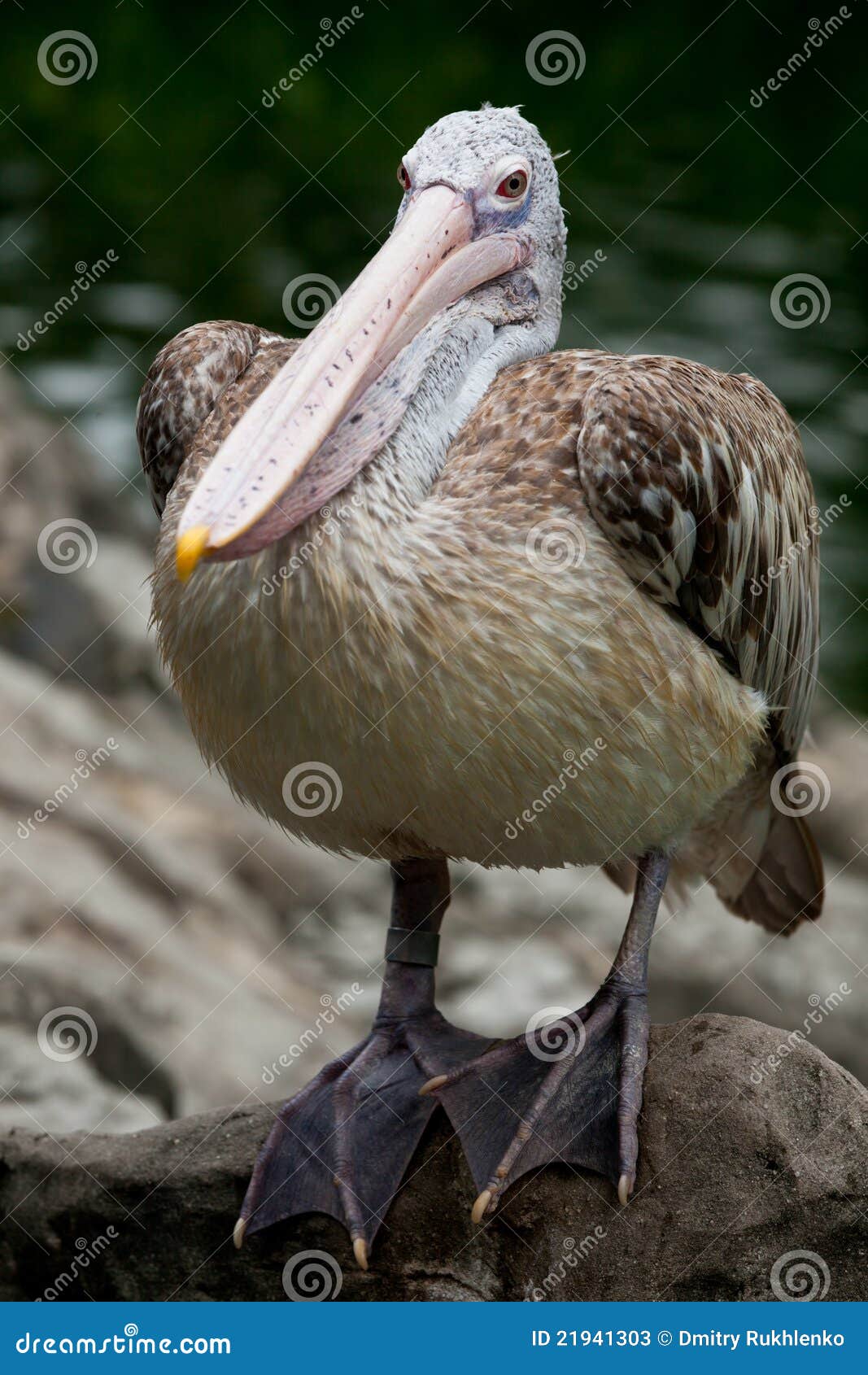 Spot-billed Pelican or Grey Pelican Stock Image - Image of spot, birds ...