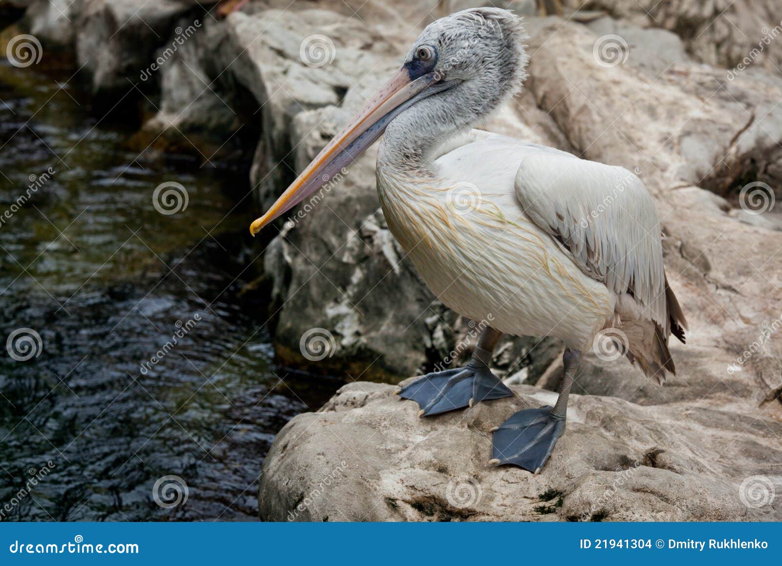 Spot-billed Pelican or Grey Pelican Stock Photo - Image of philippensis ...