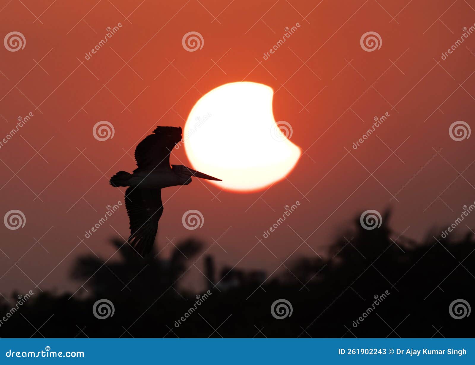 Spot-billed Pelican with Solar Eclipse at the Backdrop Stock Image ...