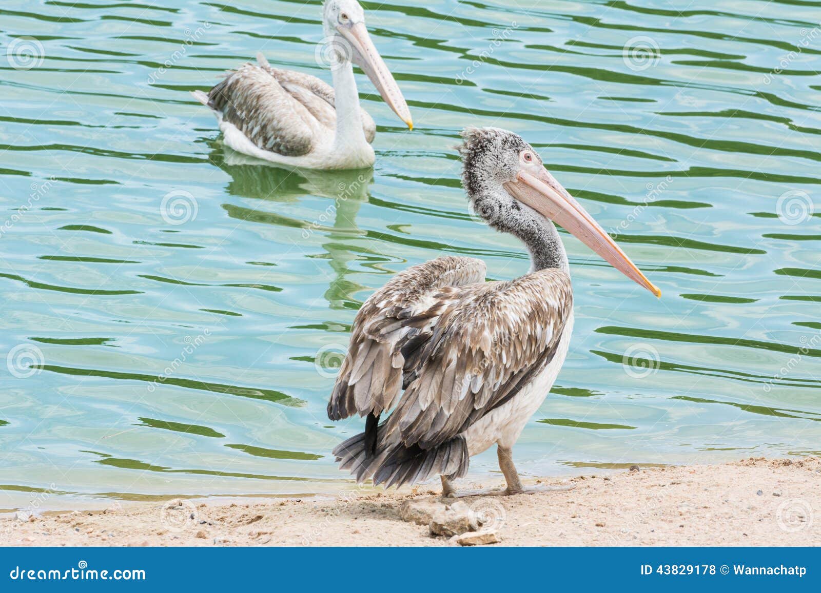 Spot-billed Pelicans (Pelecanus Philippensis) Stock Photo - Image of feather, lake: 43829178