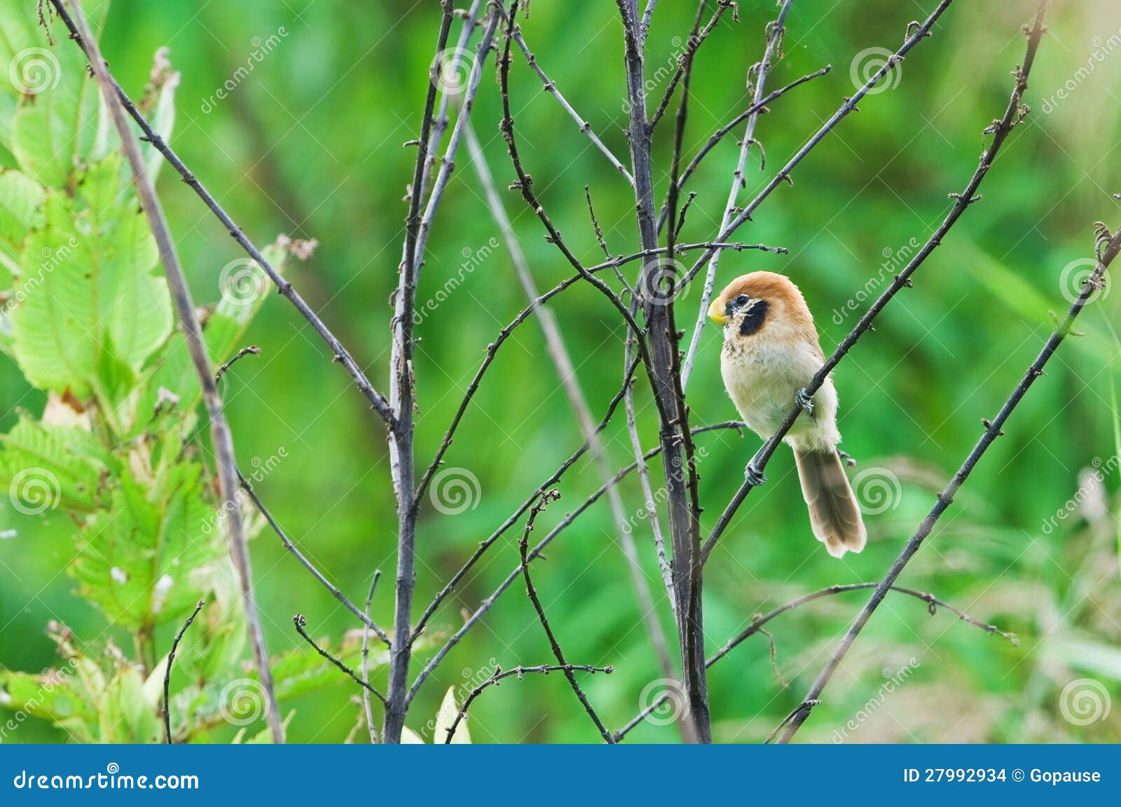 Spot-breasted Parrotbill stock photo. Image of green - 27992934