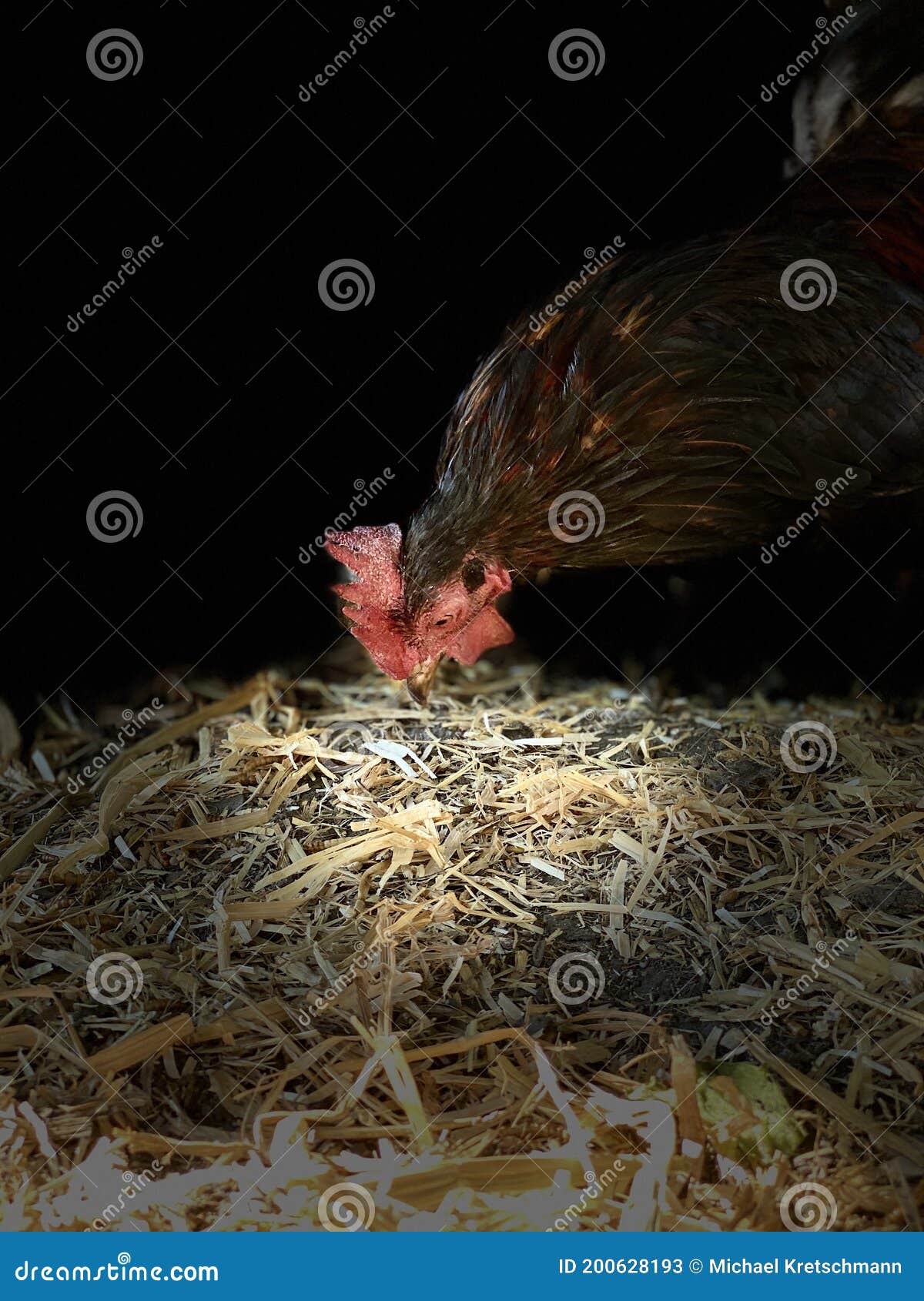 Spot on chicken stock image. Image of chicken, straw - 200628193