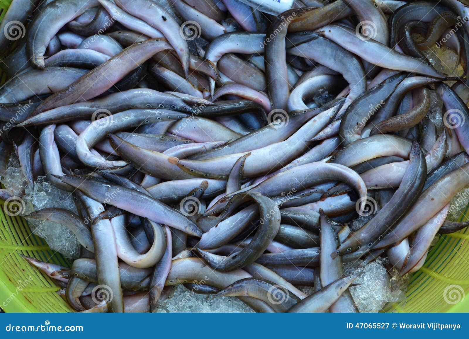 Spot Finned spiny eel stock image. Image of river, aquarium - 47065527