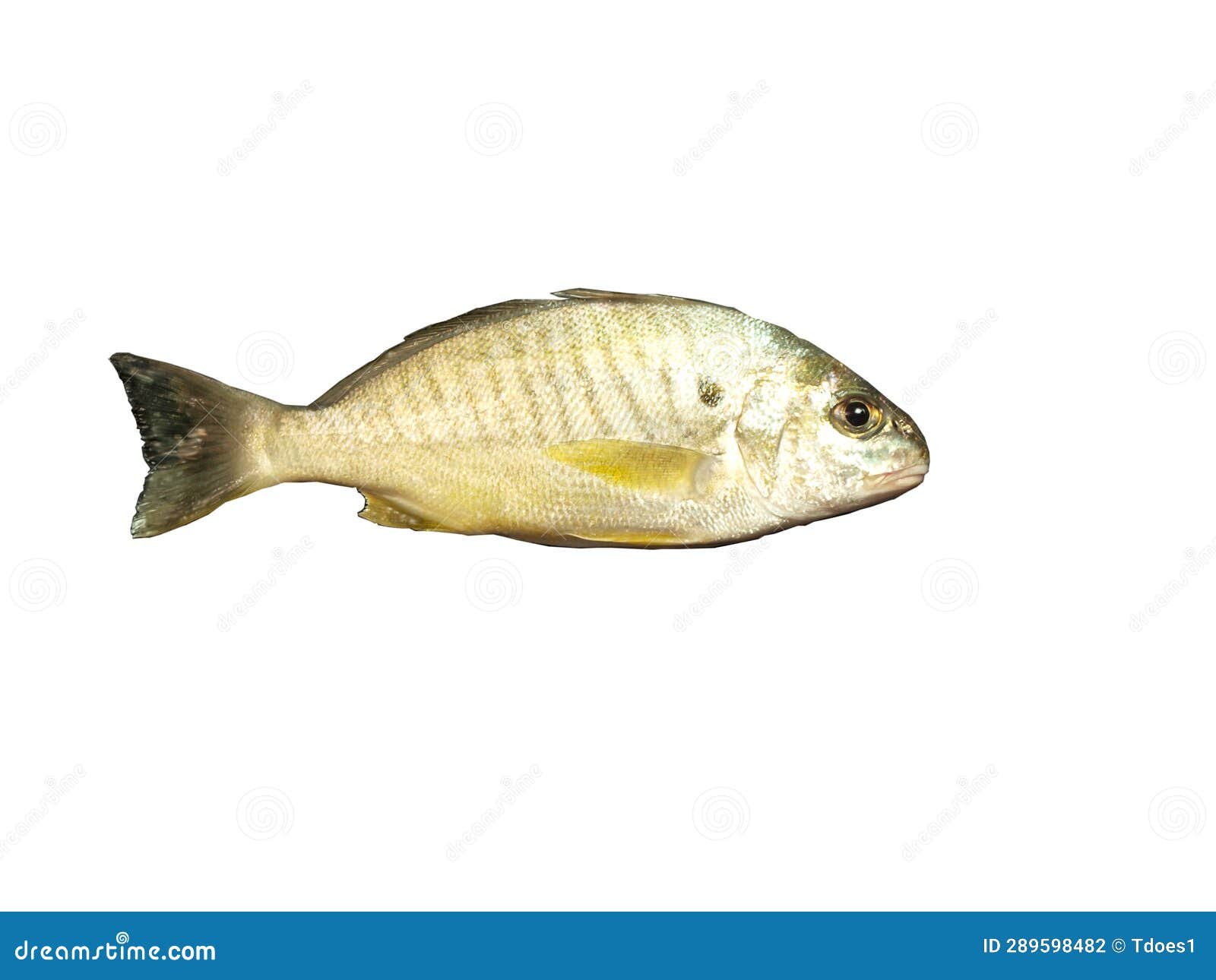 Spot fish stock photo. Image of food, chesapeake, spot - 289598482