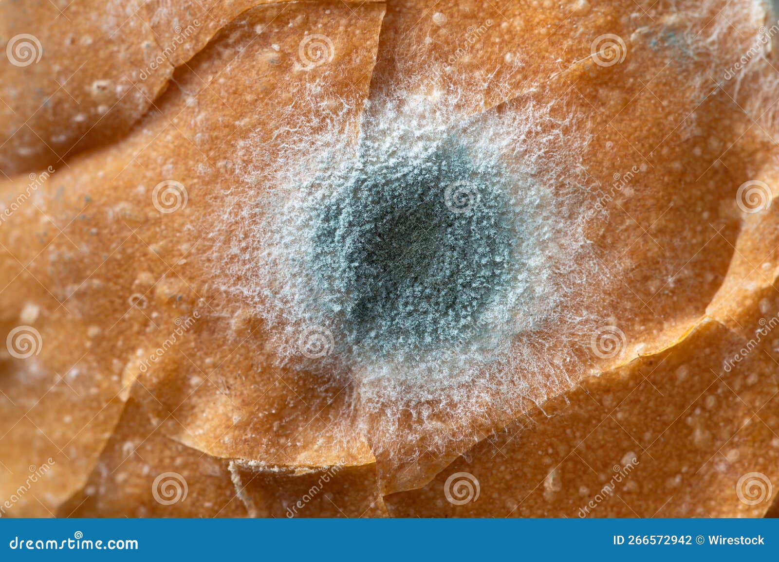 Spot of Green Mold on Bread Stock Photo - Image of disgusting, growth ...