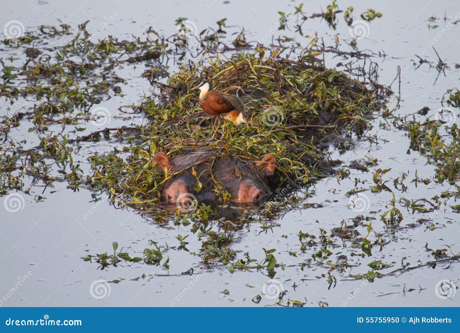 Spot the Hippo stock photo. Image of african, camp, hippo - 55755950