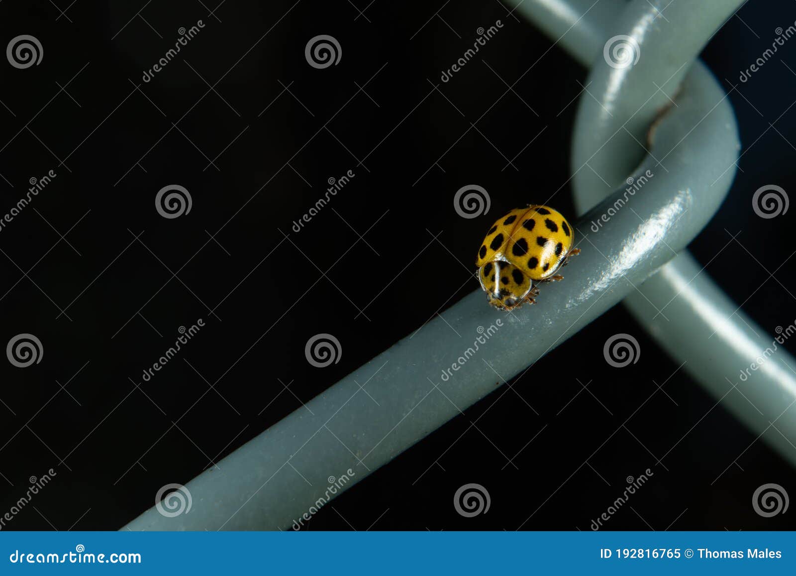 22-spot ladybird stock image. Image of macro, beetle - 192816765